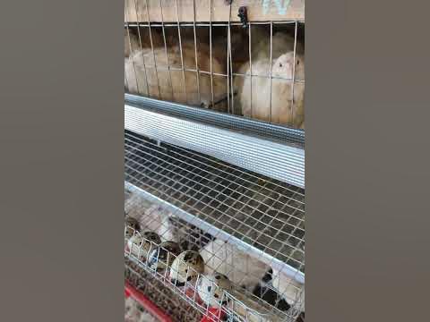 Quail egg harvest - YouTube