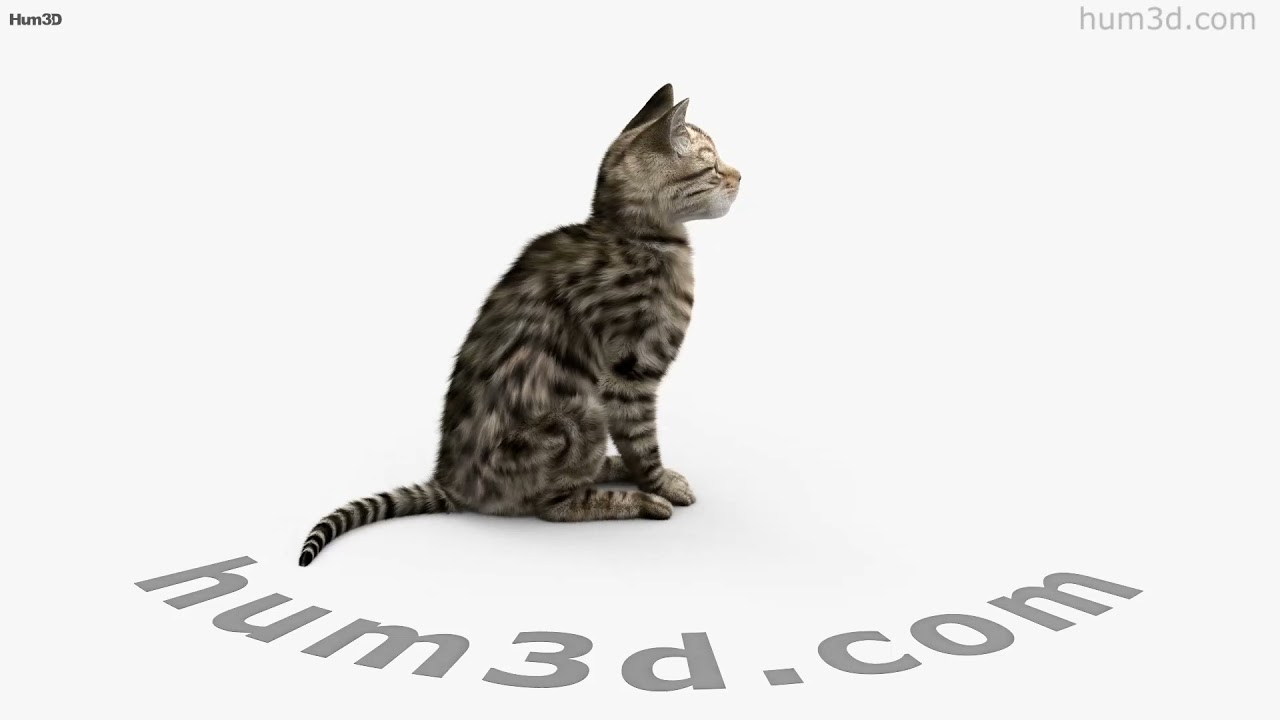 Sitting Cat 3D model by 3DModels.org - YouTube