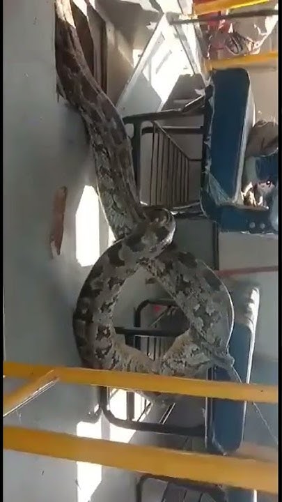 Python in the engine of the school bus at Raibareli. #python #raibareli ...