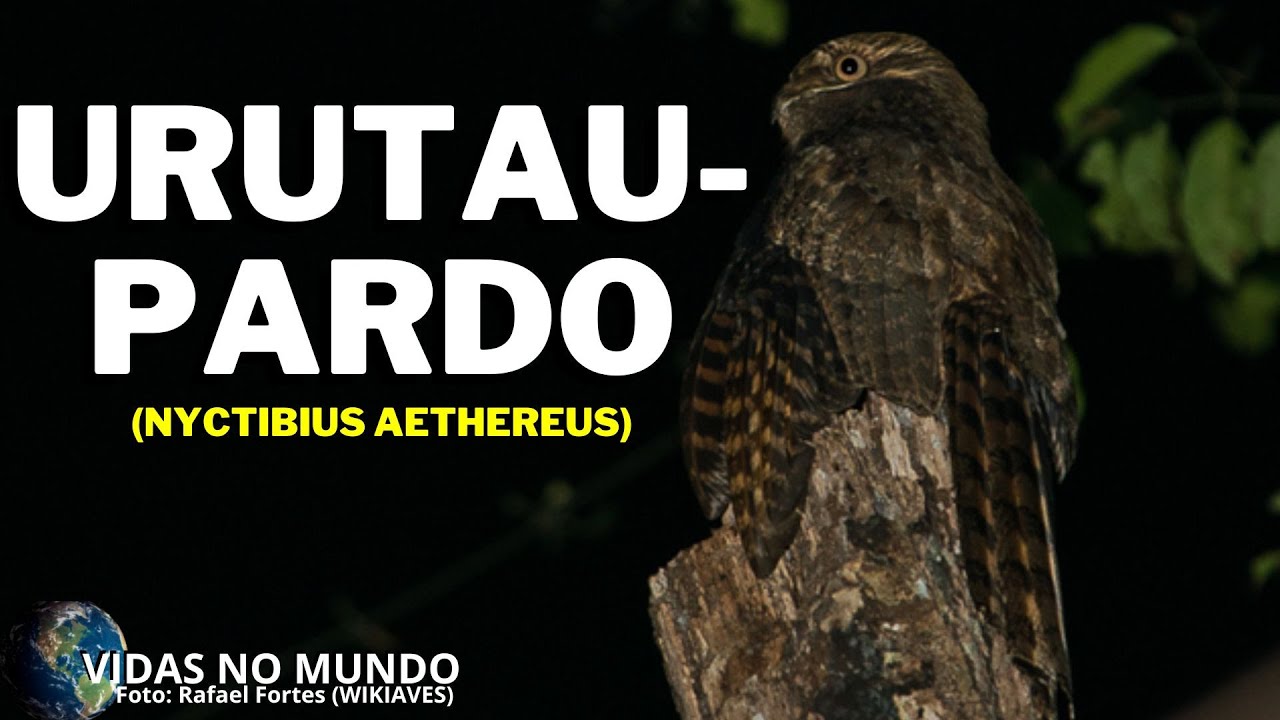Urutau-pardo (Nyctibius aethereus) - YouTube