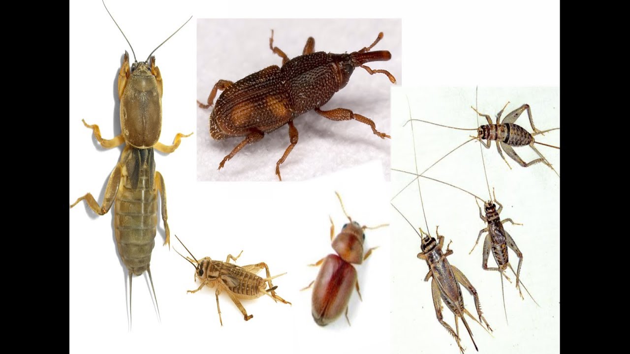 झींगुर | झींगर | घुन | सुरसुली से छुटकारा कैसे पाए | Crickets & weevils ...