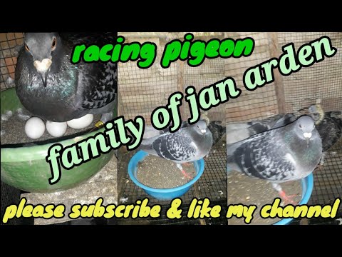 family of jan arden |midlle long|| racing pigeon|| @corbuzier ...