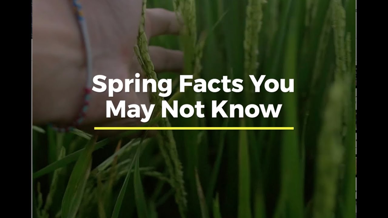 Spring Facts You Might Not Know - YouTube