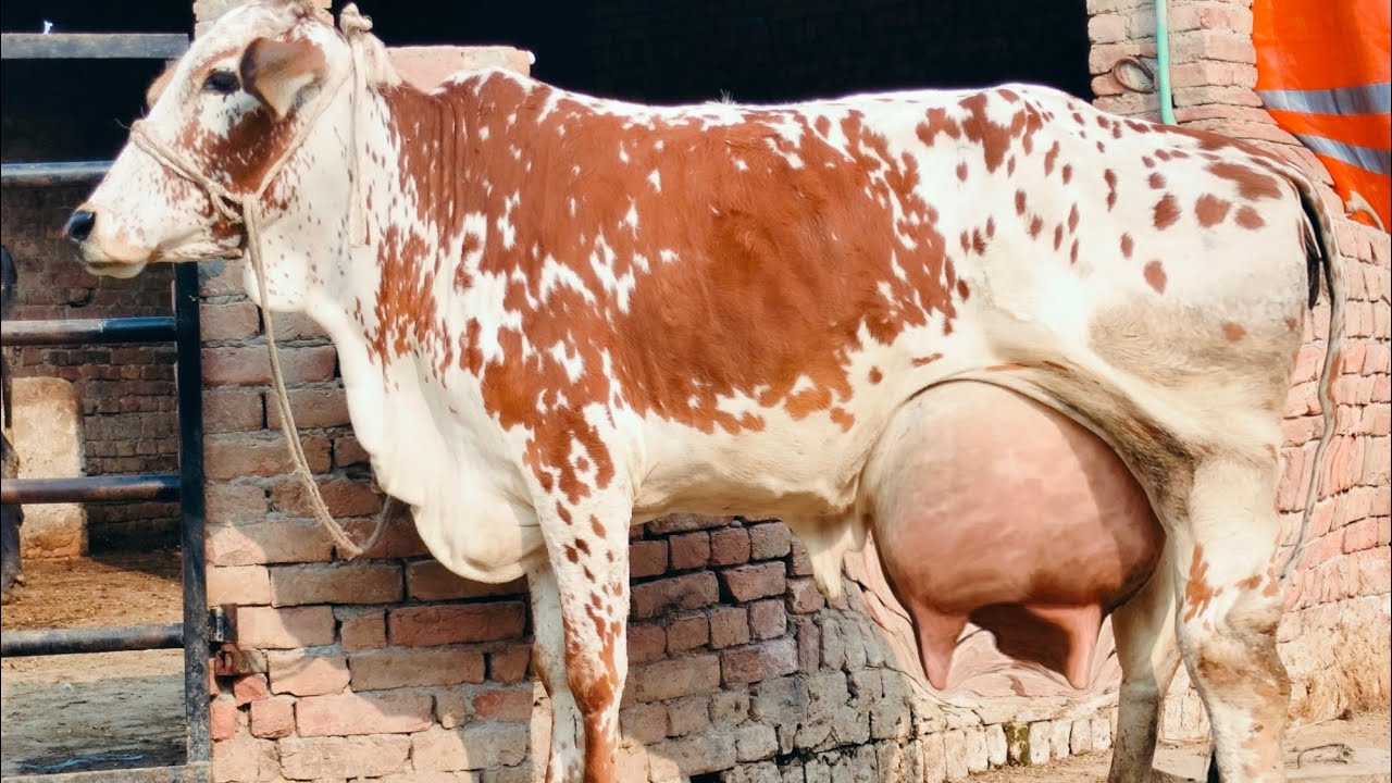 chalo sthaniya Jersey friesian cross cow (03024029695)6 January 2025 ...