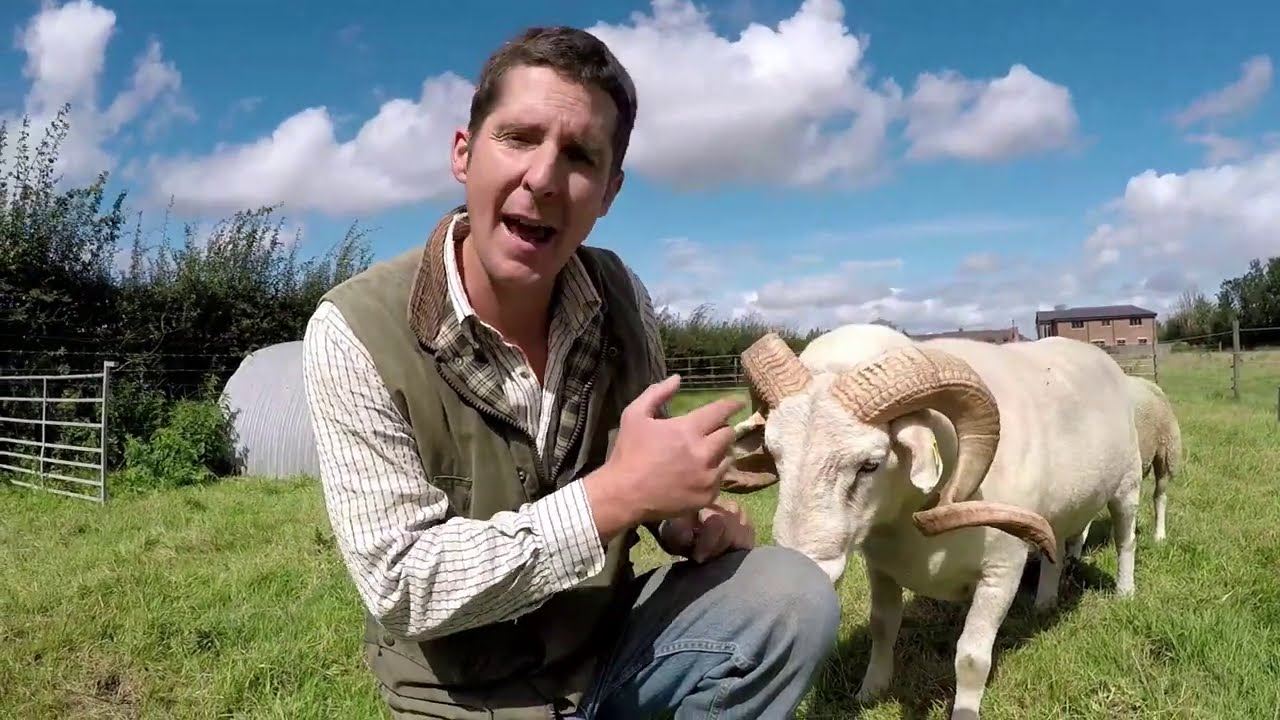 Meet the sheep - YouTube