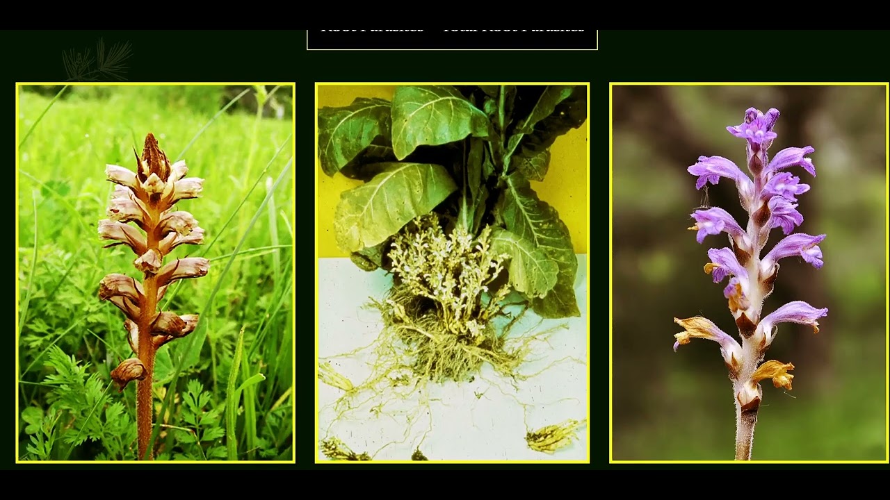 Classification Of Phanerogamic Plant Parasites - YouTube