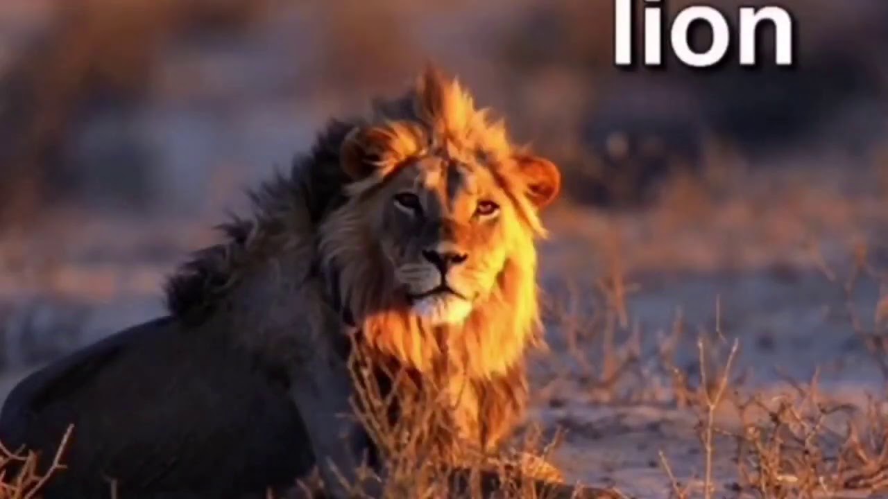 Baby Dolittle world animals in reverse part 1 - YouTube