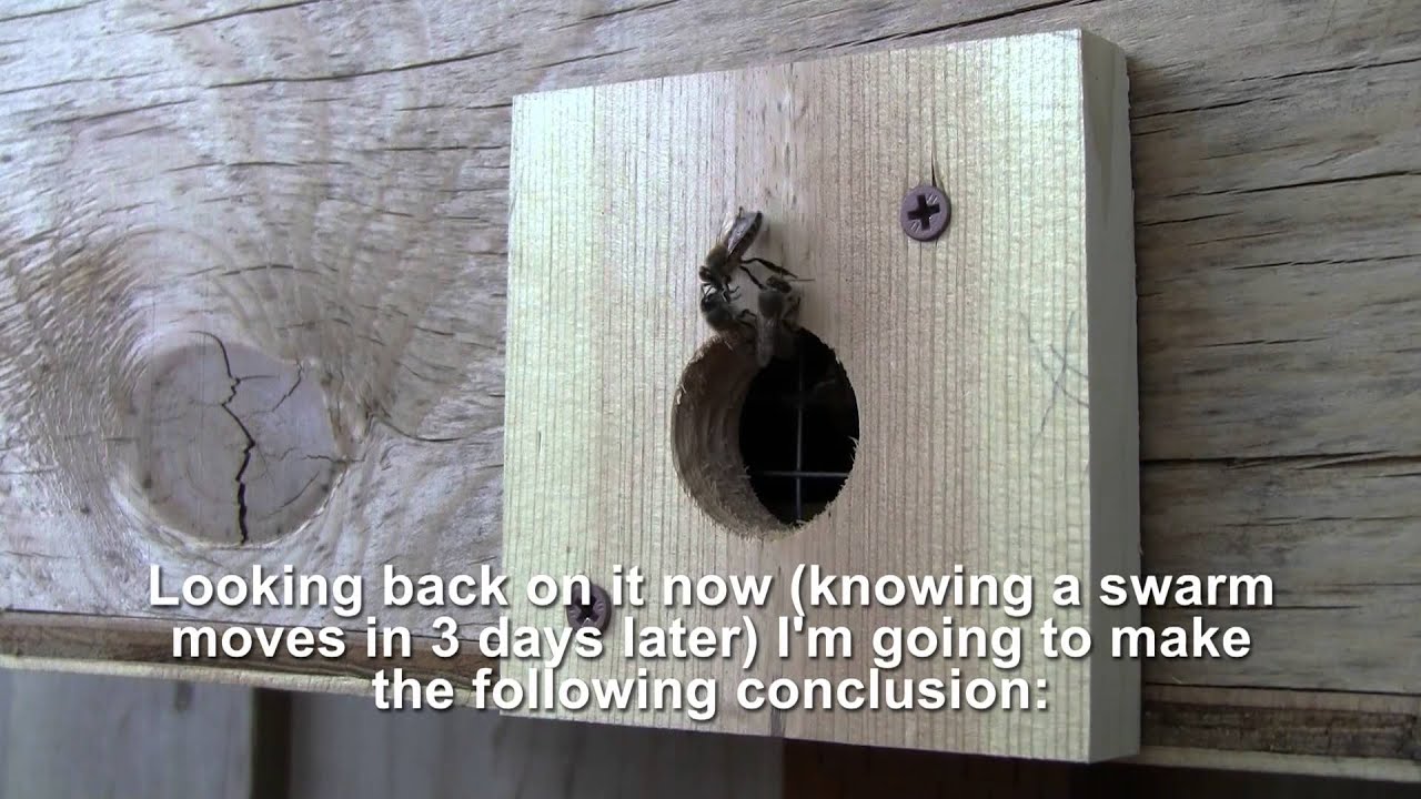 Bait Hive, the easiest way to catch a swarm - Bee Vlog #90 - Apr 25 ...