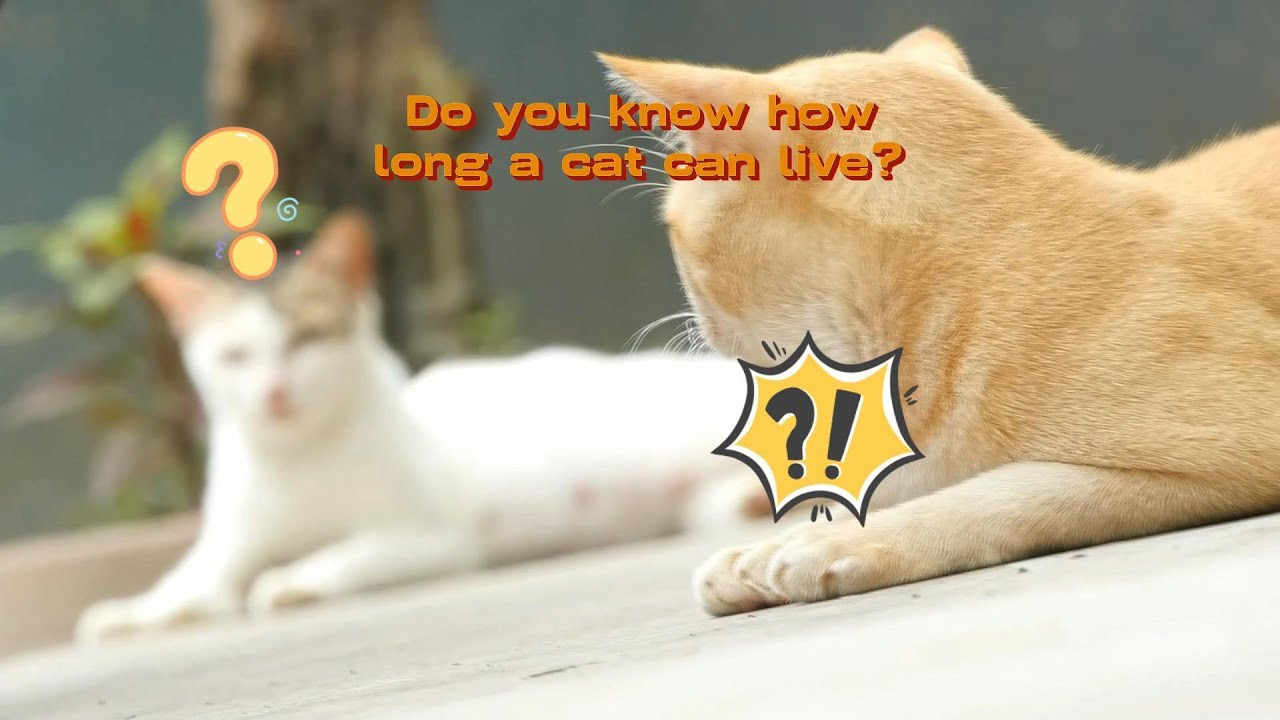 The Oldest Cat Creme Puffs Long, Whiskered Life! - YouTube