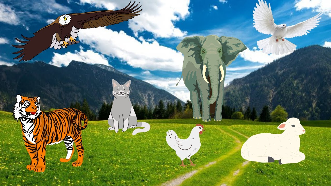 Listen Sounds of Domestic and Wild Animals: Fox, Goat, Meerkat, Gull ...