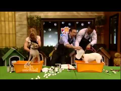 Pet Gromming interview Live with Kelly and Michael