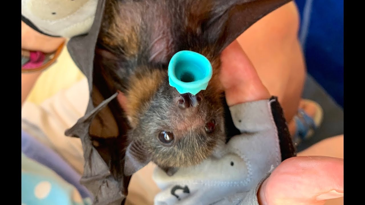 Baby flying-fox in care: this is Caltrops on day 16-17 - YouTube