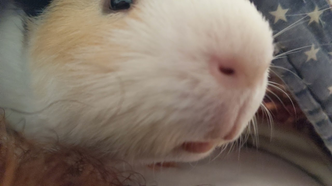 sniff sniff - YouTube