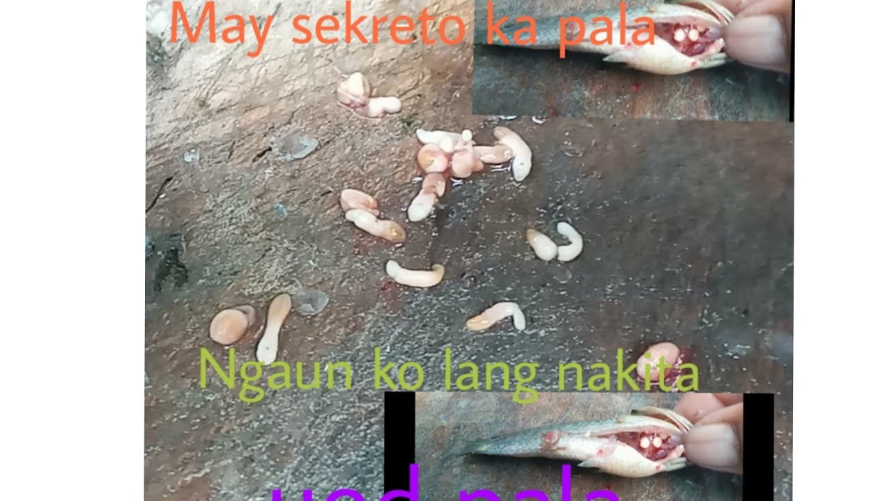 #May uod sa isda - YouTube