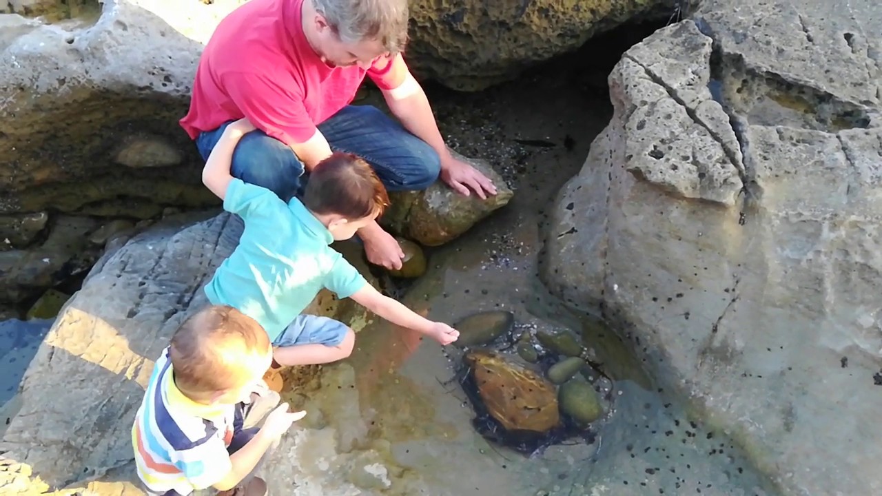 Scared of the Hermit Crab - YouTube