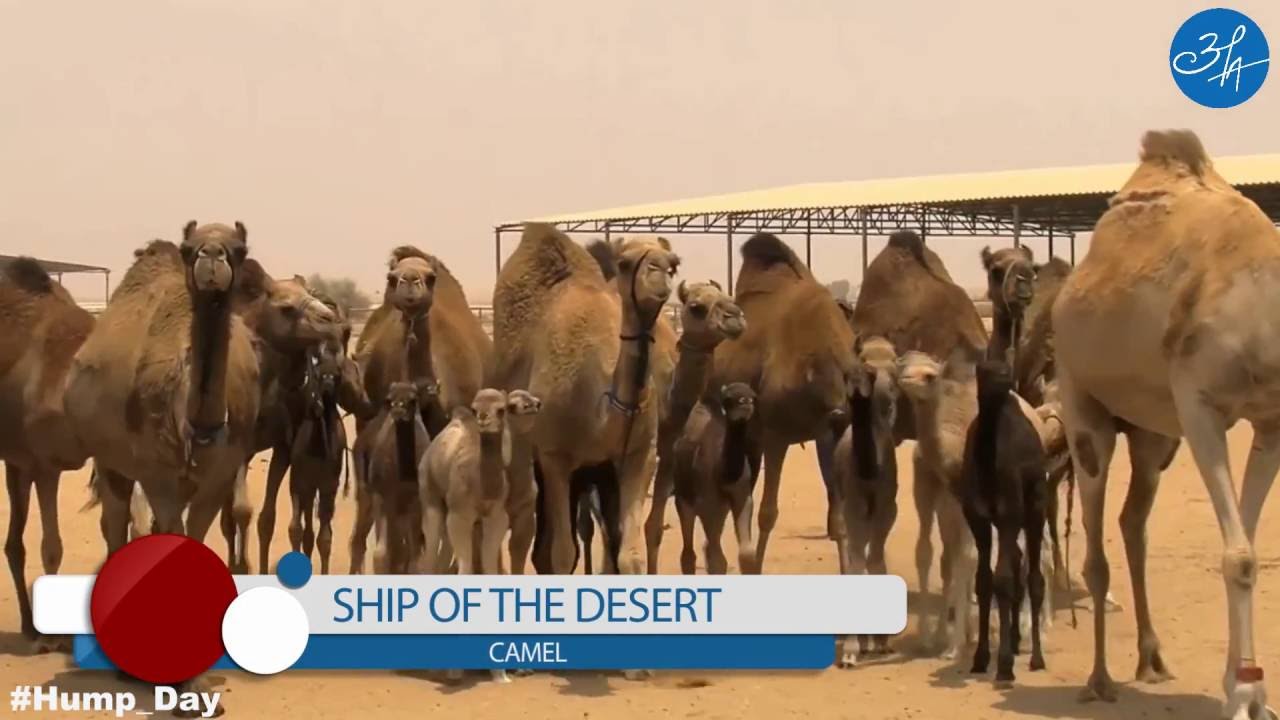 This World Camel Day, let's pledge to save the camels! Let's buy Camel ...
