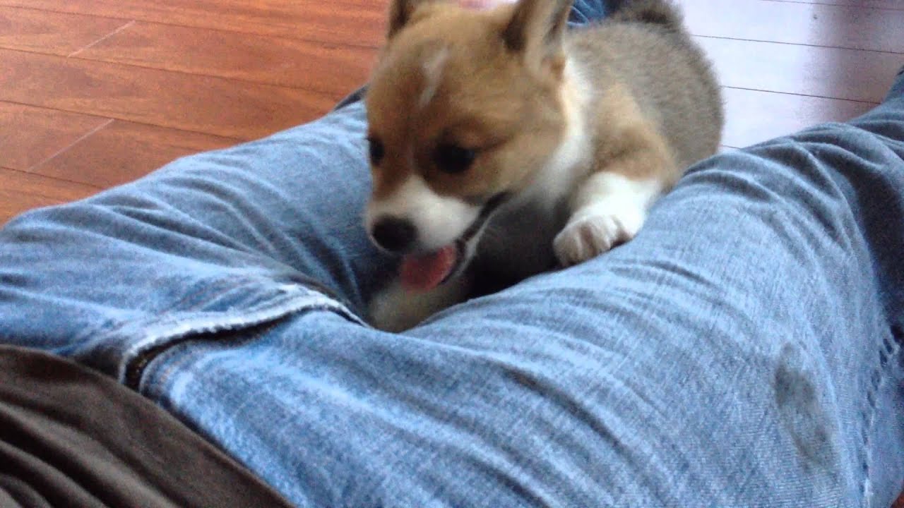 Corgi Attack - YouTube