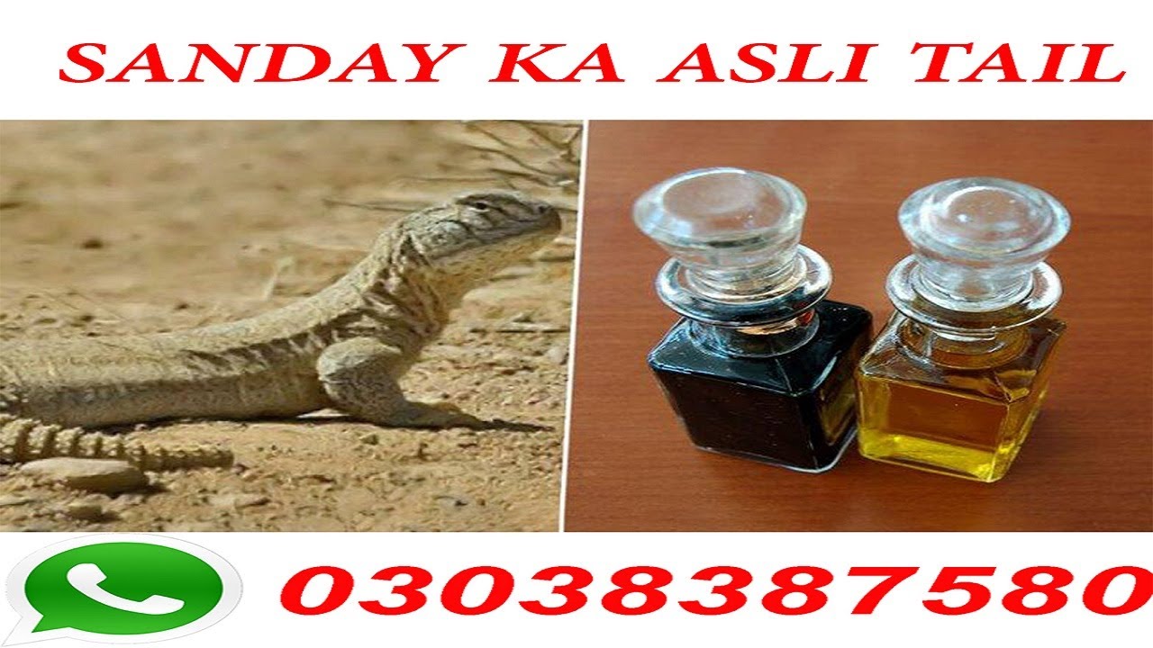 Sanday Ka Tail - Sande Ki Khsosiyat (Qualities Of Spiny Tailed Lizard ...