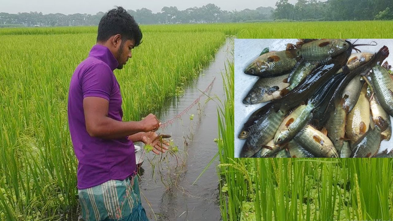 Natural Fishing in The Rainy Season ll Fish Hunting With Karent Jal ...