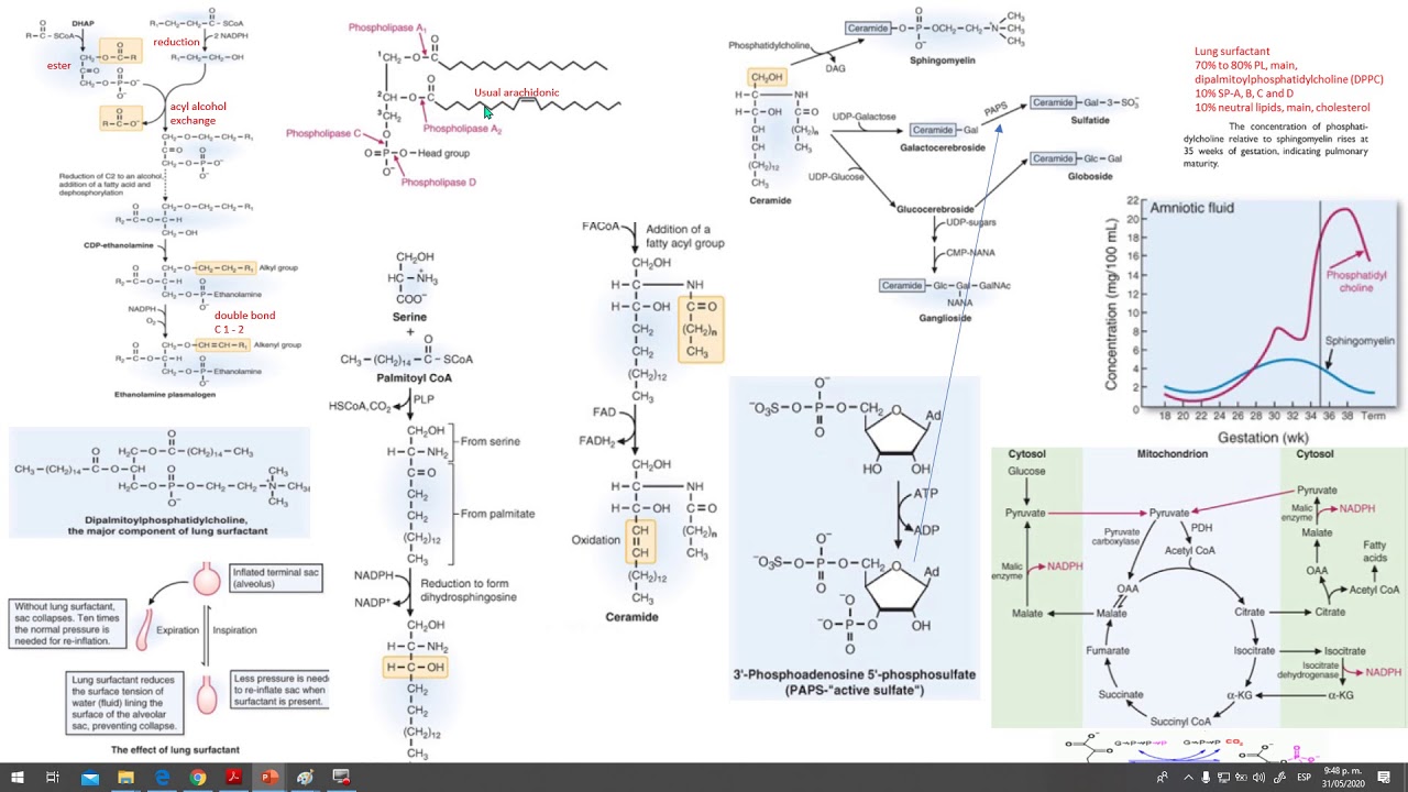 plasmalógeno esfingolípido ceramida cerebrósido surfactante globósido ...