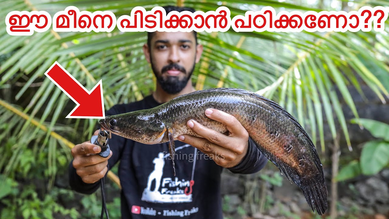 നാടൻ ചേറുമീൻ പിടിച്ചു വറുത്താലോ? | kerala snakehead fishing and cooking ...