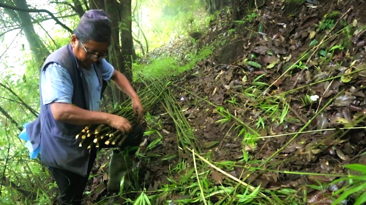 Small bamboo collecting in the jungle - YouTube