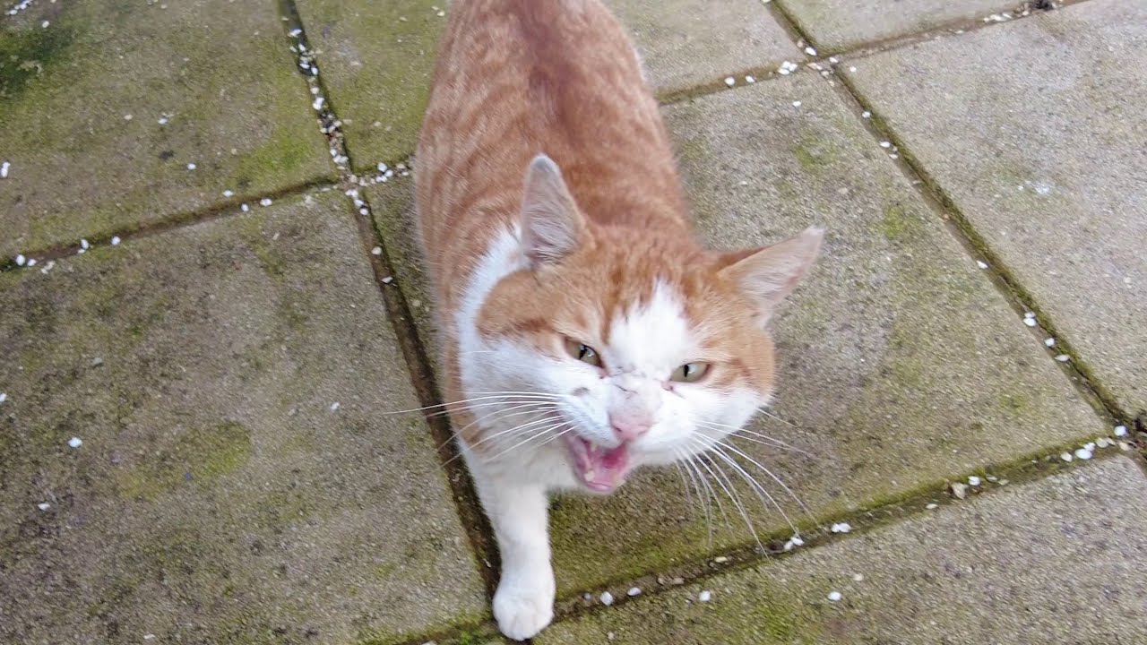Angry Stray Cat Attacked Me | 4K - YouTube