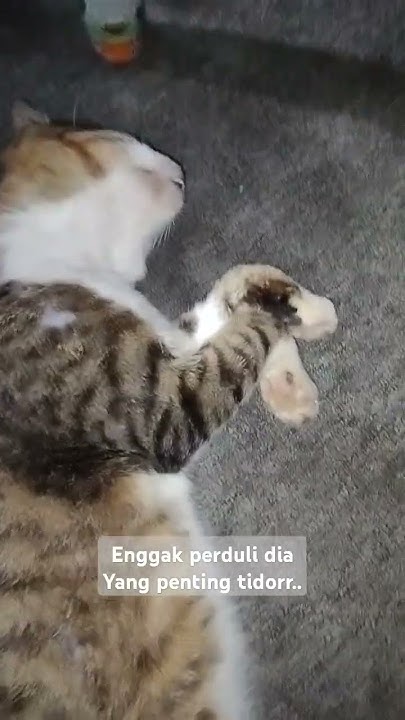 Apapun yg terjadi aq tetap tidorr ..kata si BELANG(KUCING) #kucing #tidur #korokoro - YouTube