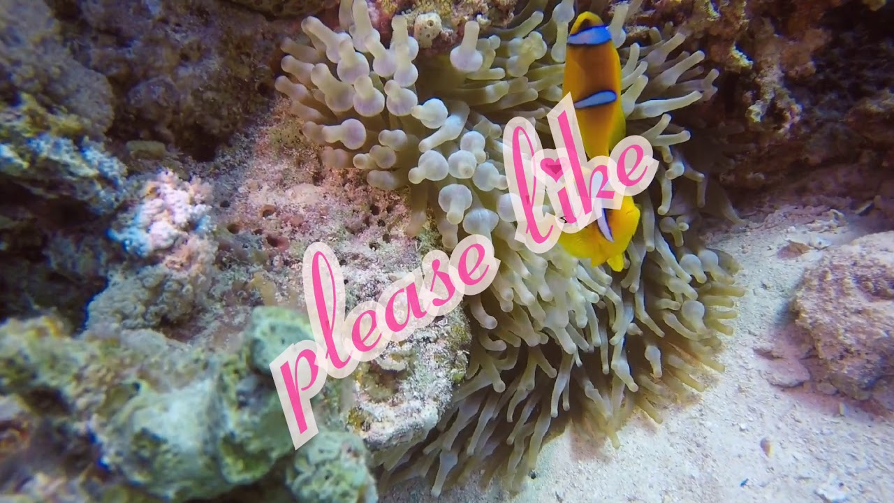 Under the see - YouTube