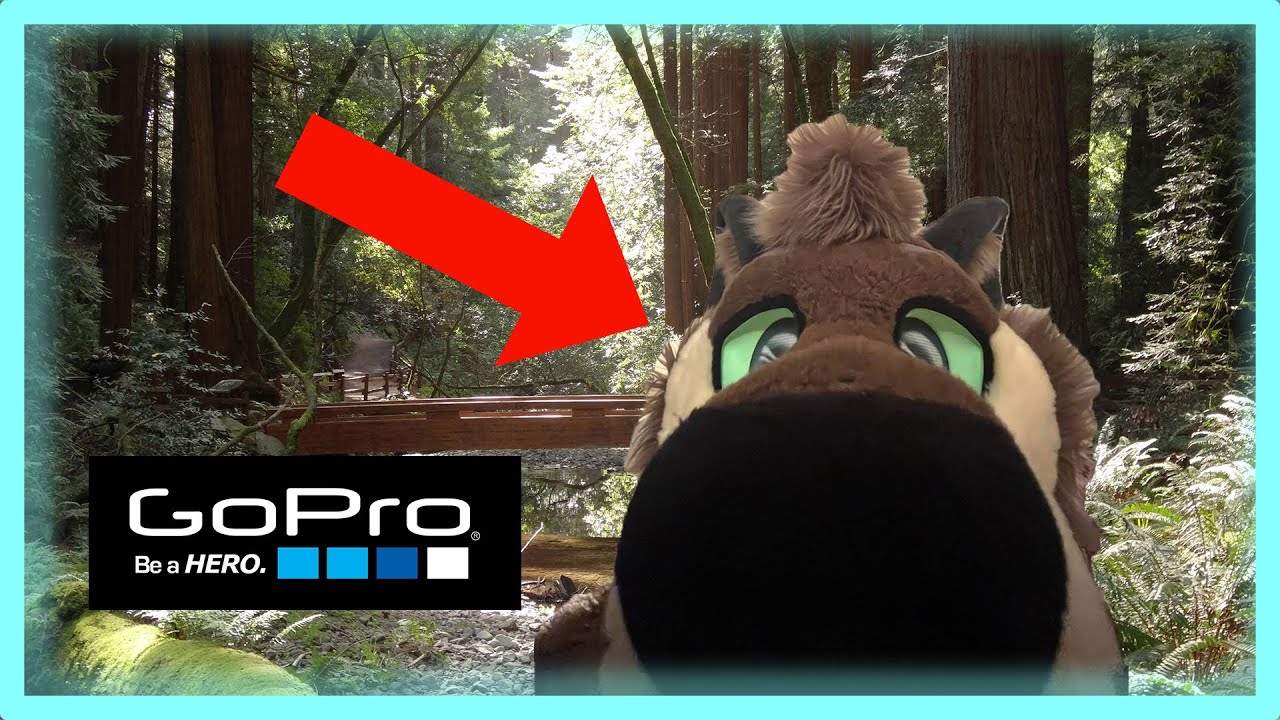 Wolf Stole My GoPro and Showed His Friends Caught In 4K - YouTube