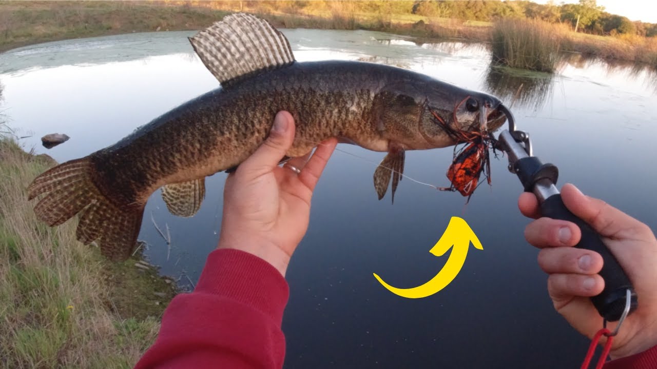 RANA TAI EN LA HORA MAGICA Y SALTOS ESPECTACULARES !!! pesca de ...