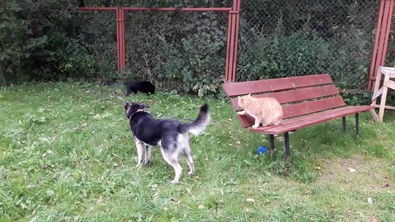 Cat protecting the dog - YouTube