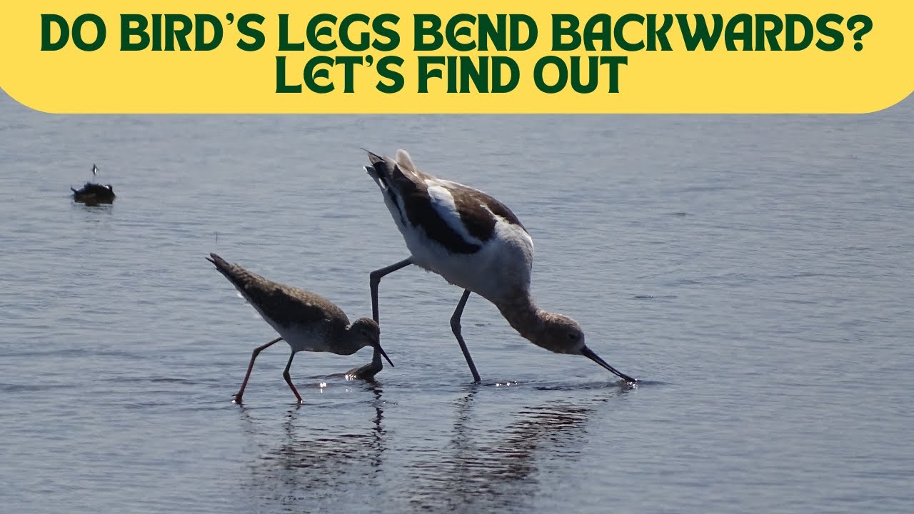 Bend it Like a Bird: The Surprising Truth About Avian Leg Joints! - YouTube