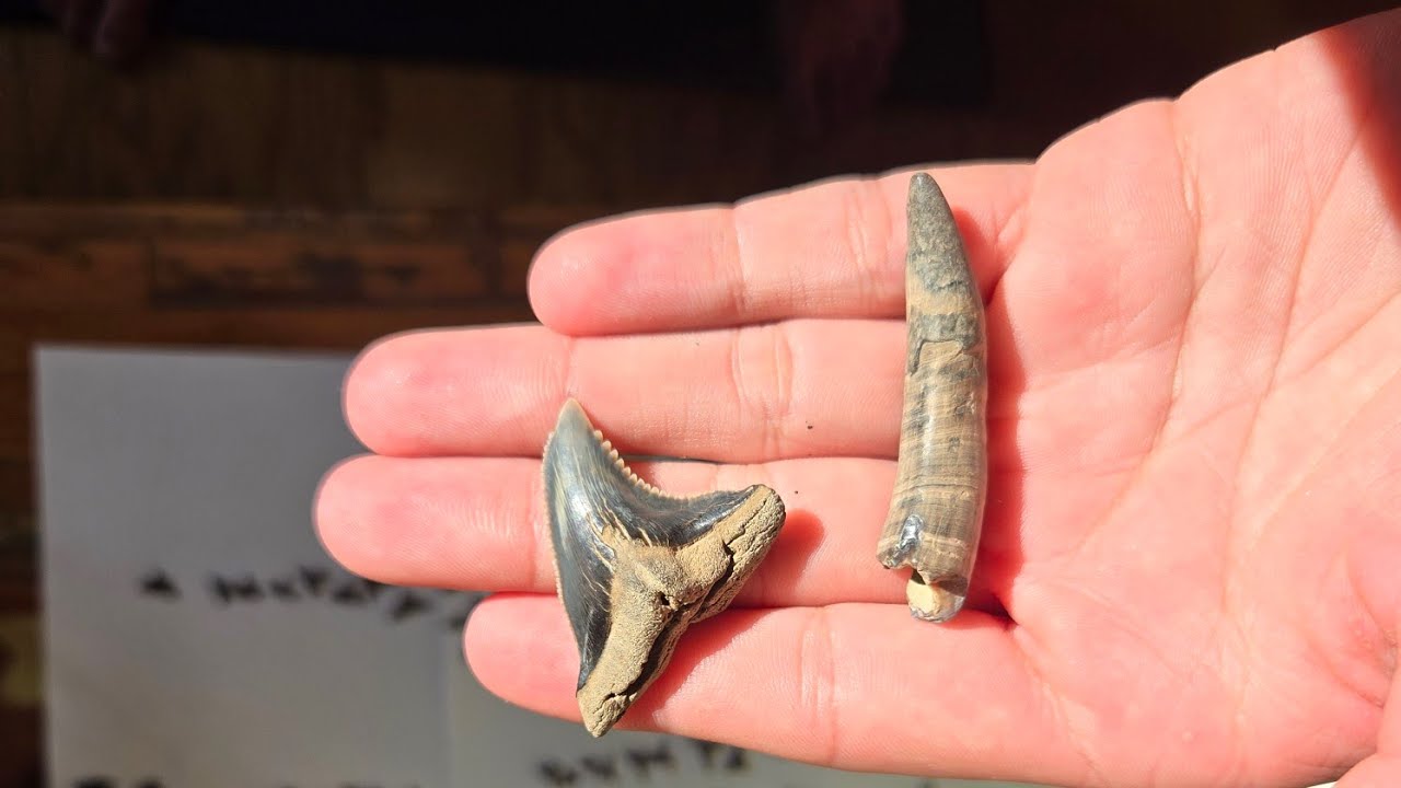 Large sperm whale and hemipristis found at calvert cliffs! - YouTube