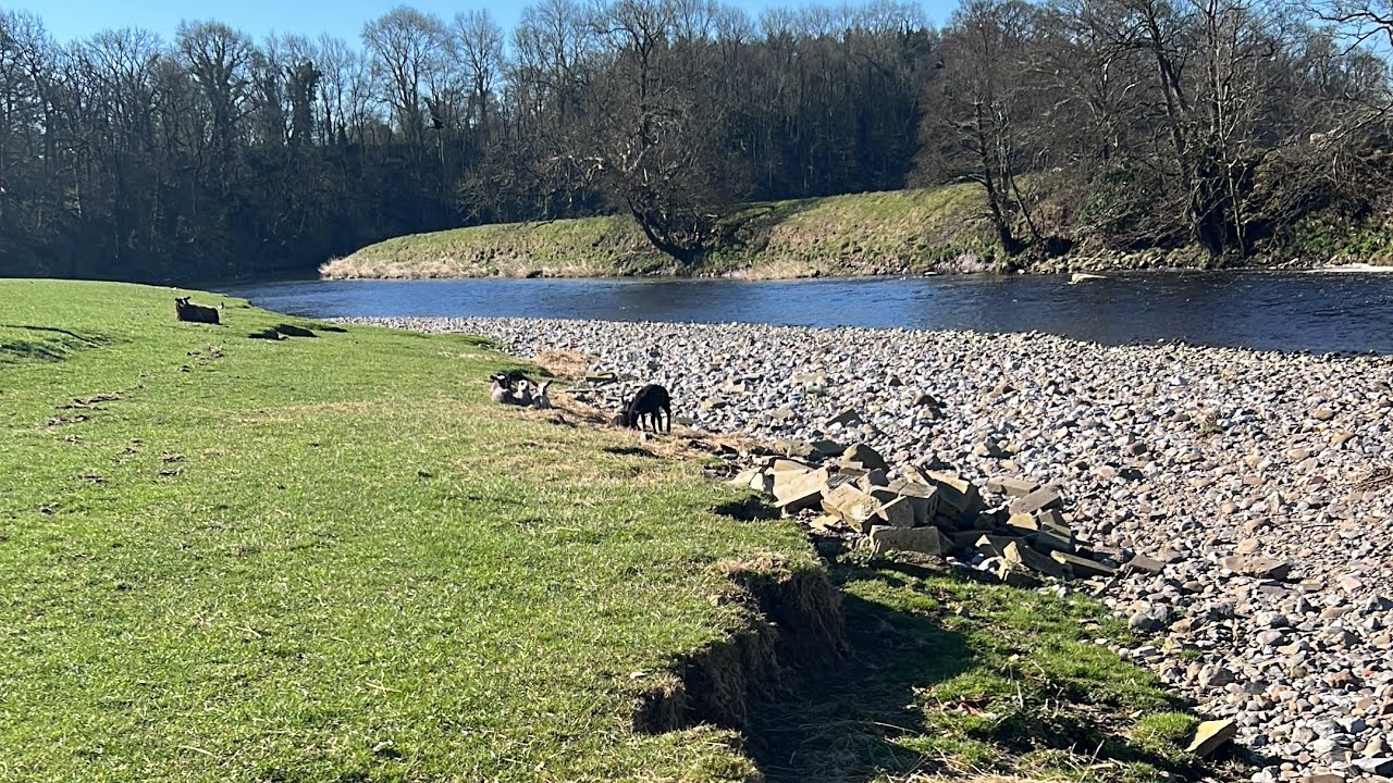 River Ribble Spring Salmon Fishing - YouTube