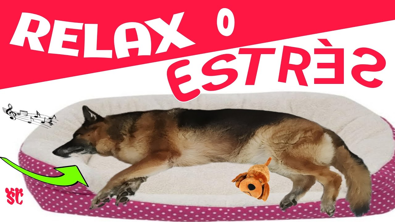 Música para RELAJAR PERROS estresados Alivia el estrés y la ansiedad ...