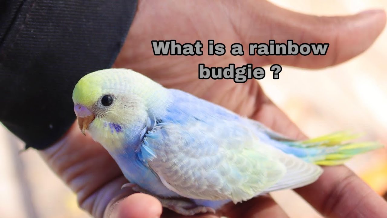 Identifying A Rainbow Budgie - YouTube