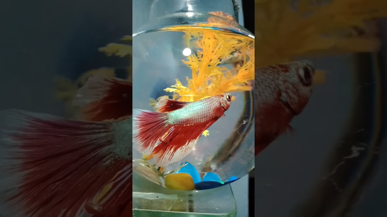 #fish dance fiter fish - YouTube