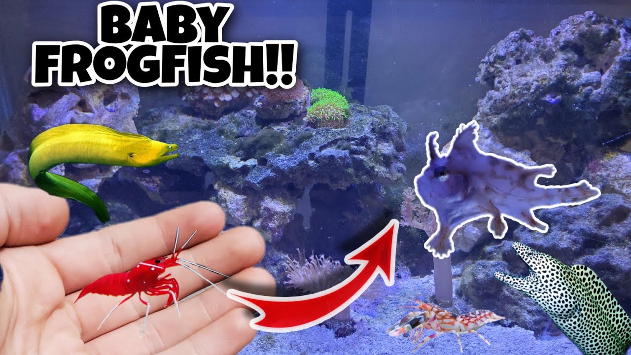 Hand Feeding My Baby FrogFish!! *Must Watch!!* - YouTube