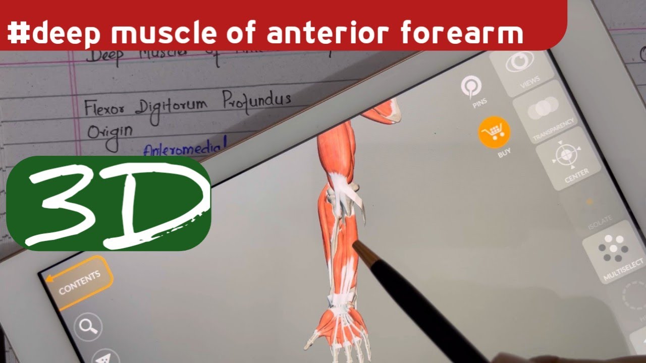 Muscles of anterior compartment of forearm - Deep Layer | Doctor Speedy ...