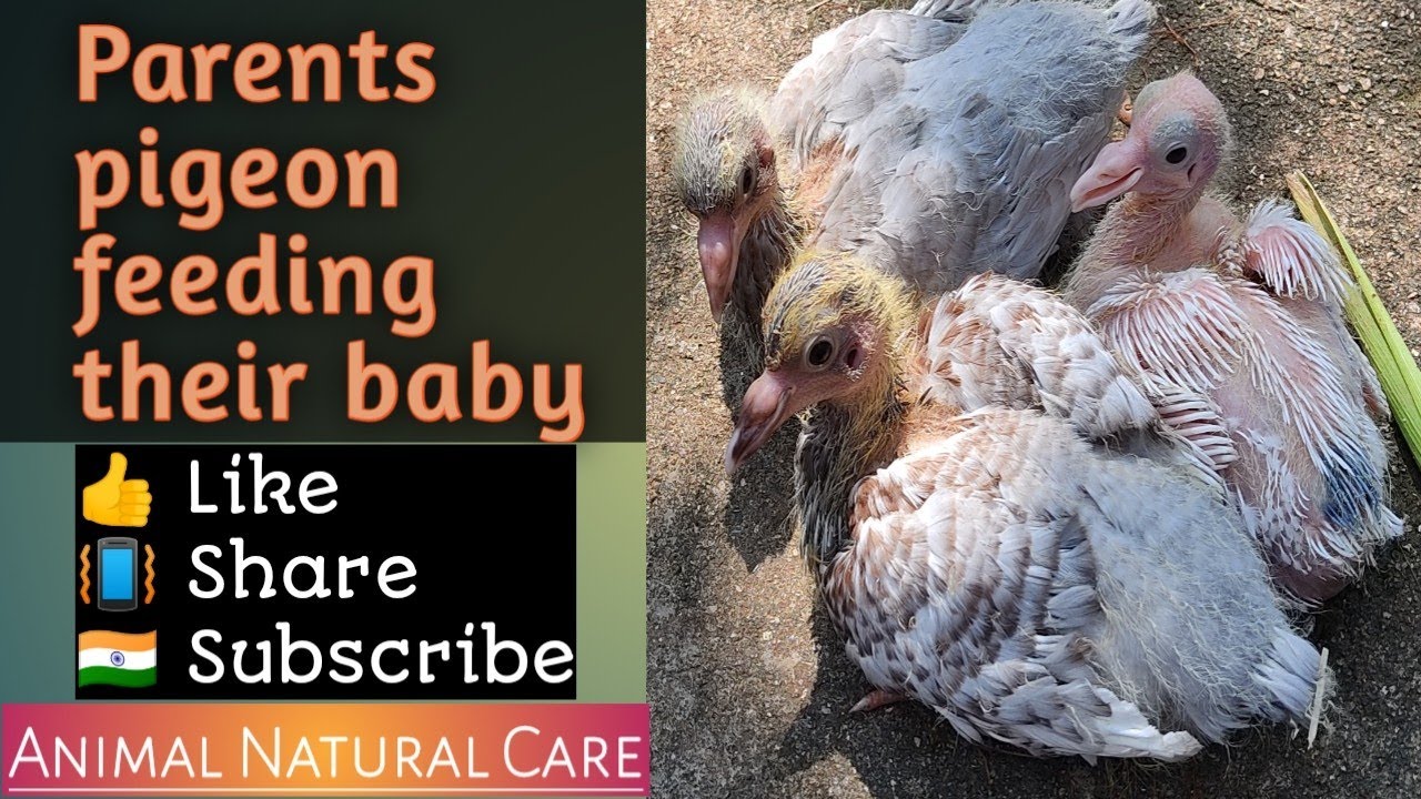 Parents Pigeon Feeding their Baby - YouTube