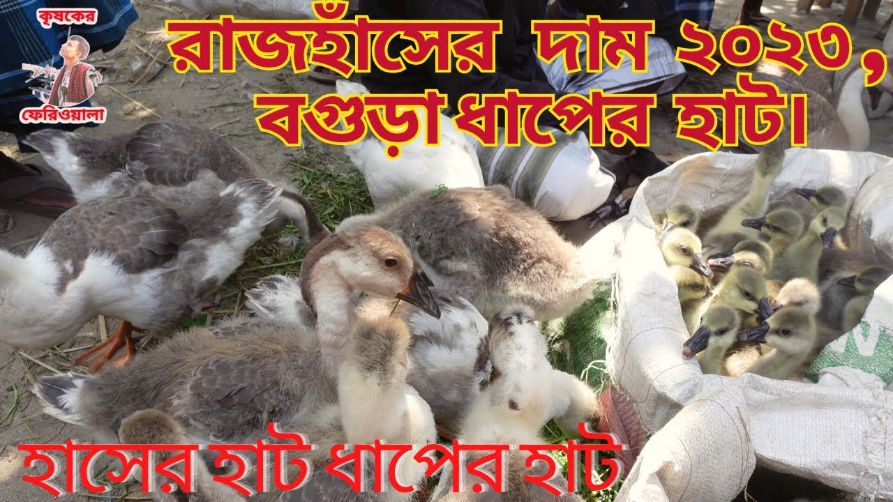 Raj hasher baccher dam 2023 | Raj has baby price 2023 | রাজহাঁসের ...