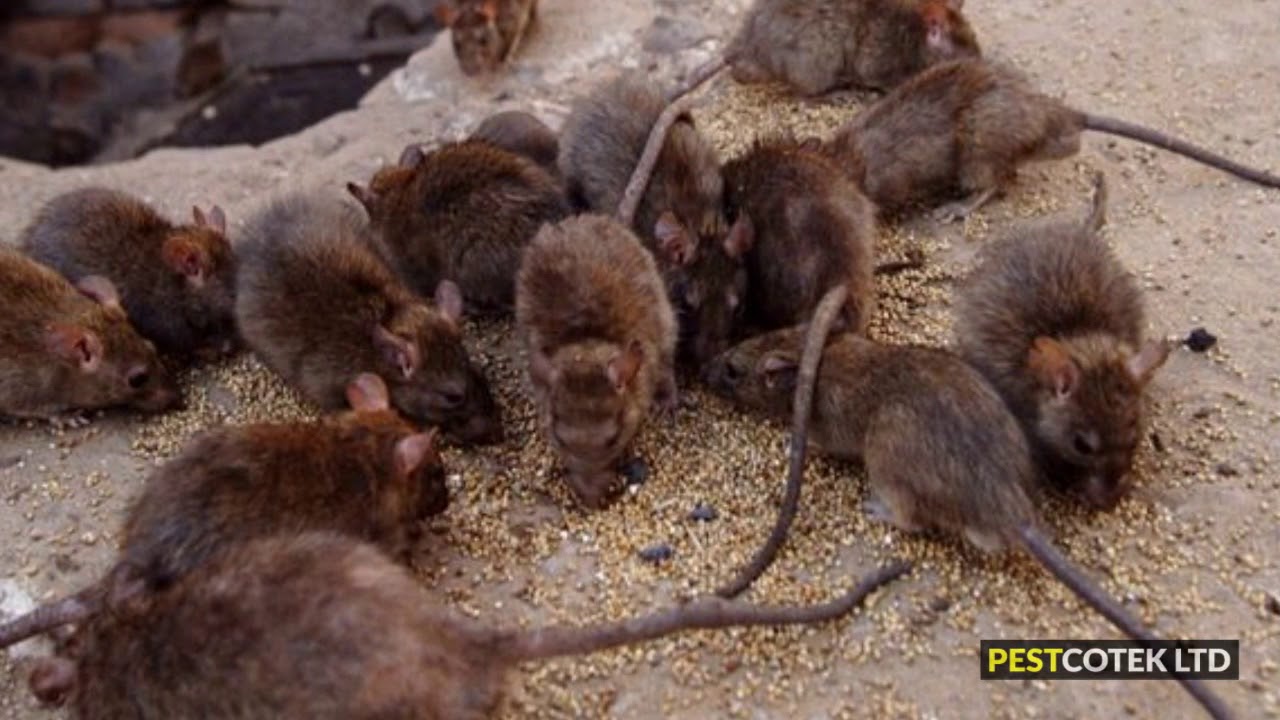 Rat Slideshow - YouTube
