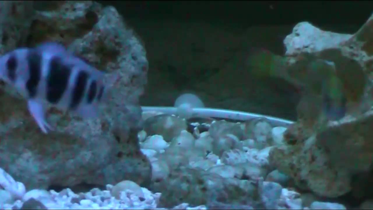 Red Forest Jewel Fry - YouTube