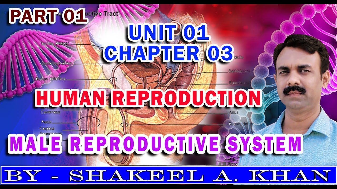 MALE REPRODUCTIVE SYSTEM || CH-03 HUMAN REPRODUCTION || BIOLOGY CLASS ...
