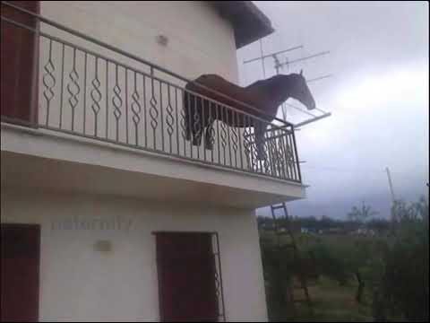juan el caballo (meme XD) - YouTube