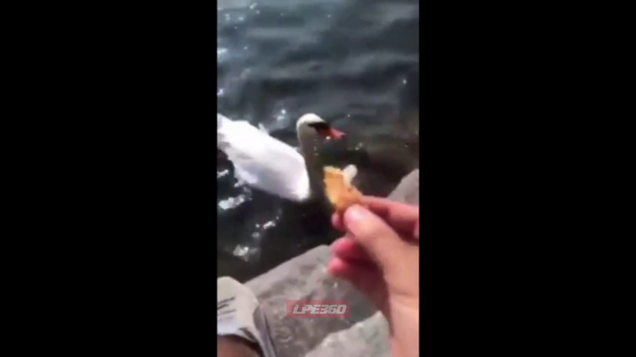 Swan bites boys finger - YouTube