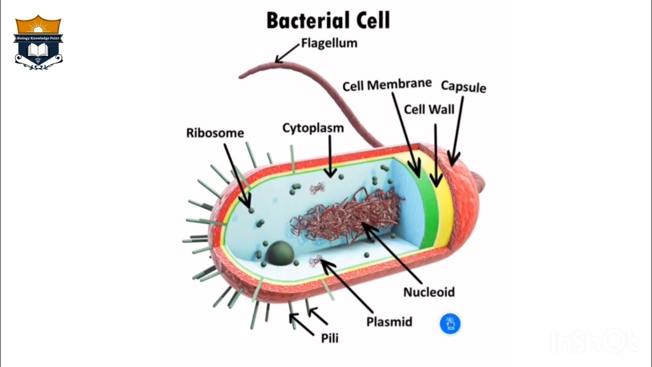 Bacterial Cell 3D Model #neet2025 #biology - YouTube