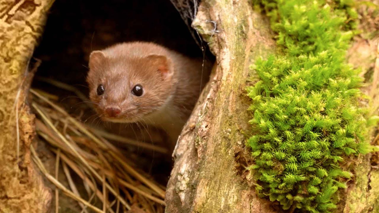 Weasel Can't Wait to Play In Moss | Discover Wildlife | Robert E Fuller ...