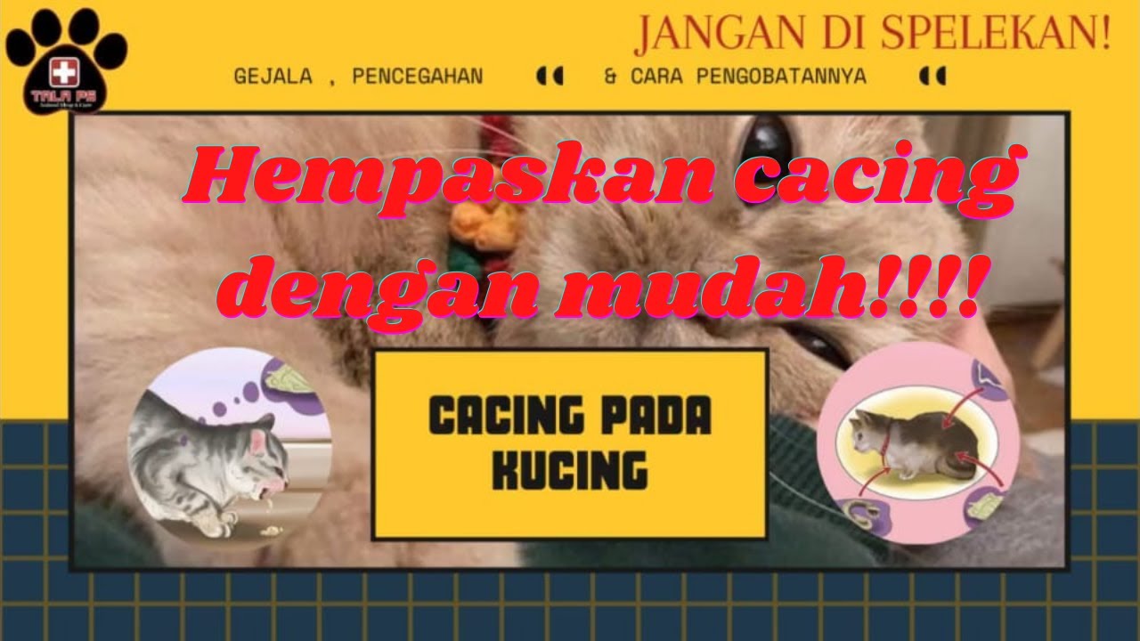 kucing bebas cacingan,. mengenal cacingan pada kucing dan pengobatannya ...